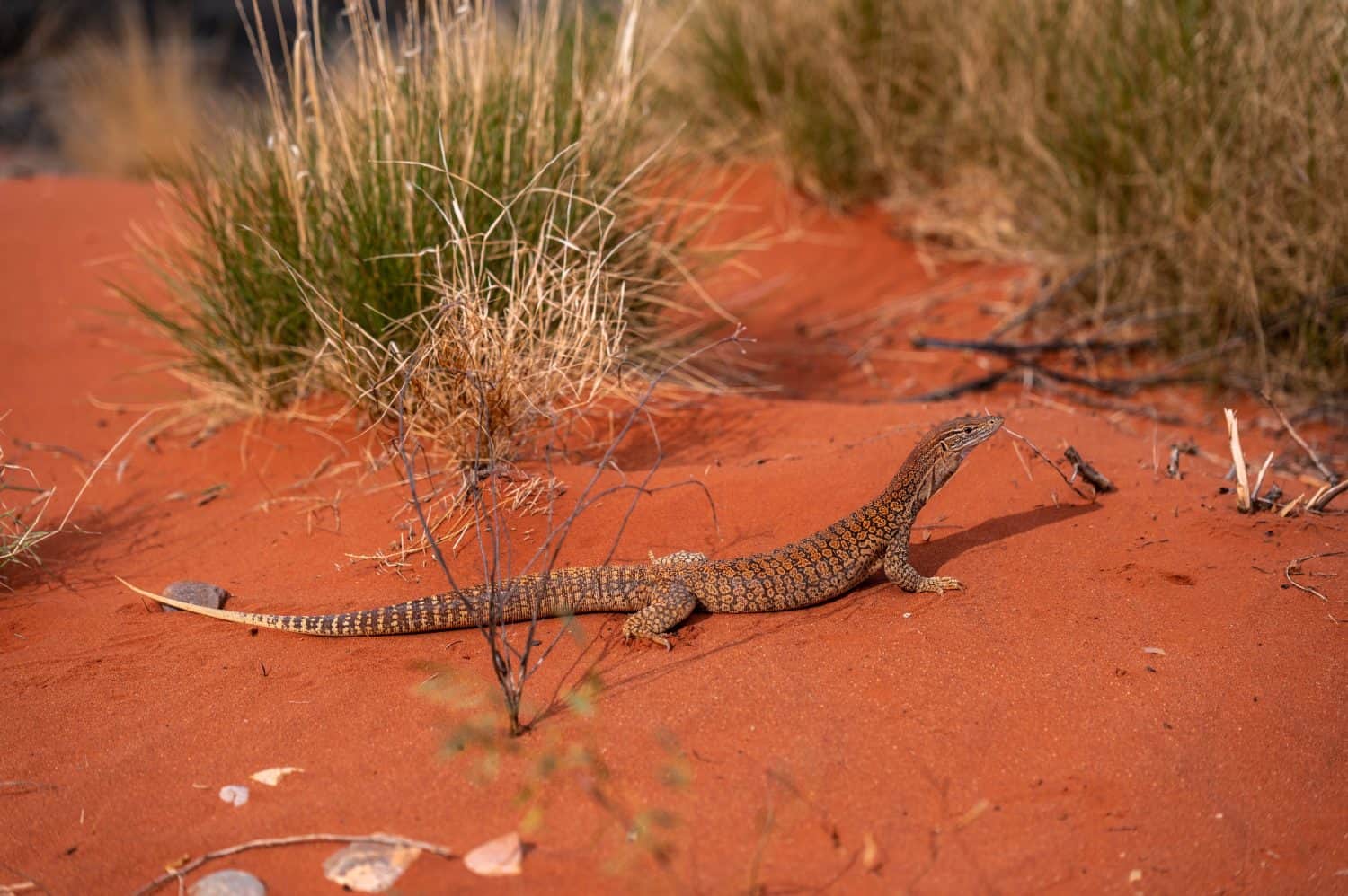 The Giant Lizard Turning Up at Australian Schoolyards - A-Z Animals