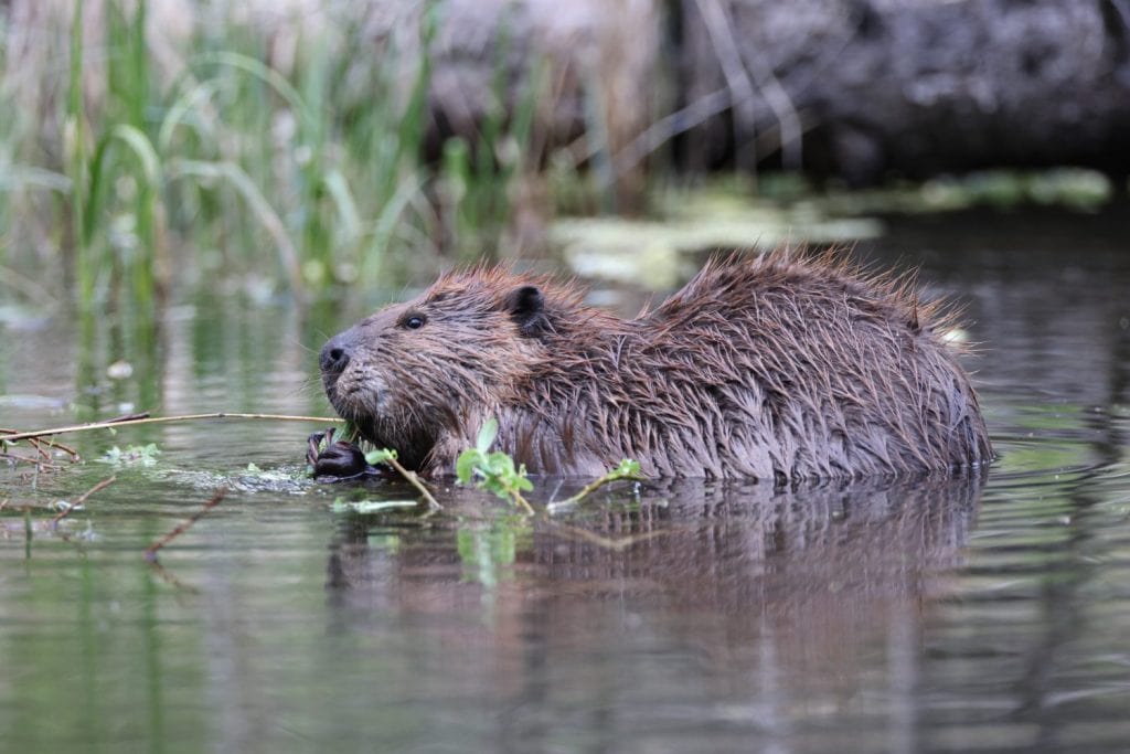 New York’s State Animal Explained: Why the Beaver Made the Cut - A-Z ...