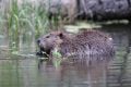 New York’s State Animal Explained: Why the Beaver Made the Cut - A-Z ...