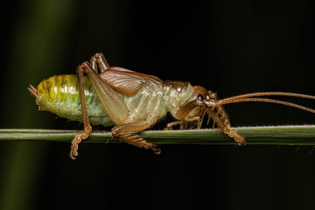 The Australian Cricket That Spins Silk Like a Spider - A-Z Animals