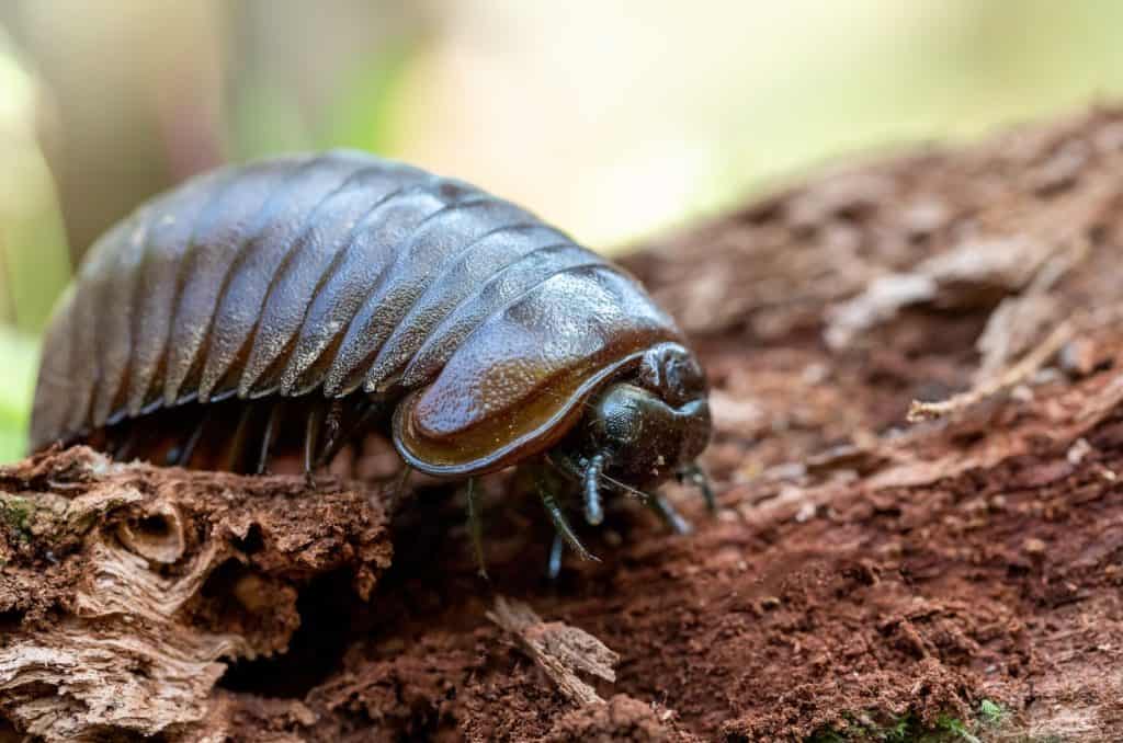 This Swarm of Millipedes Looks Like Moving Meatloaf - A-Z Animals