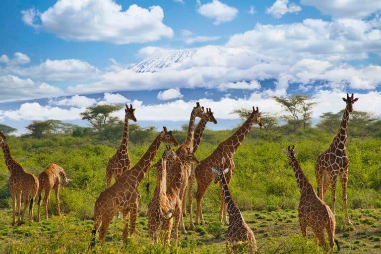 Giraffes Help Grow Forests by Spreading Seeds Across Africa - A-Z Animals