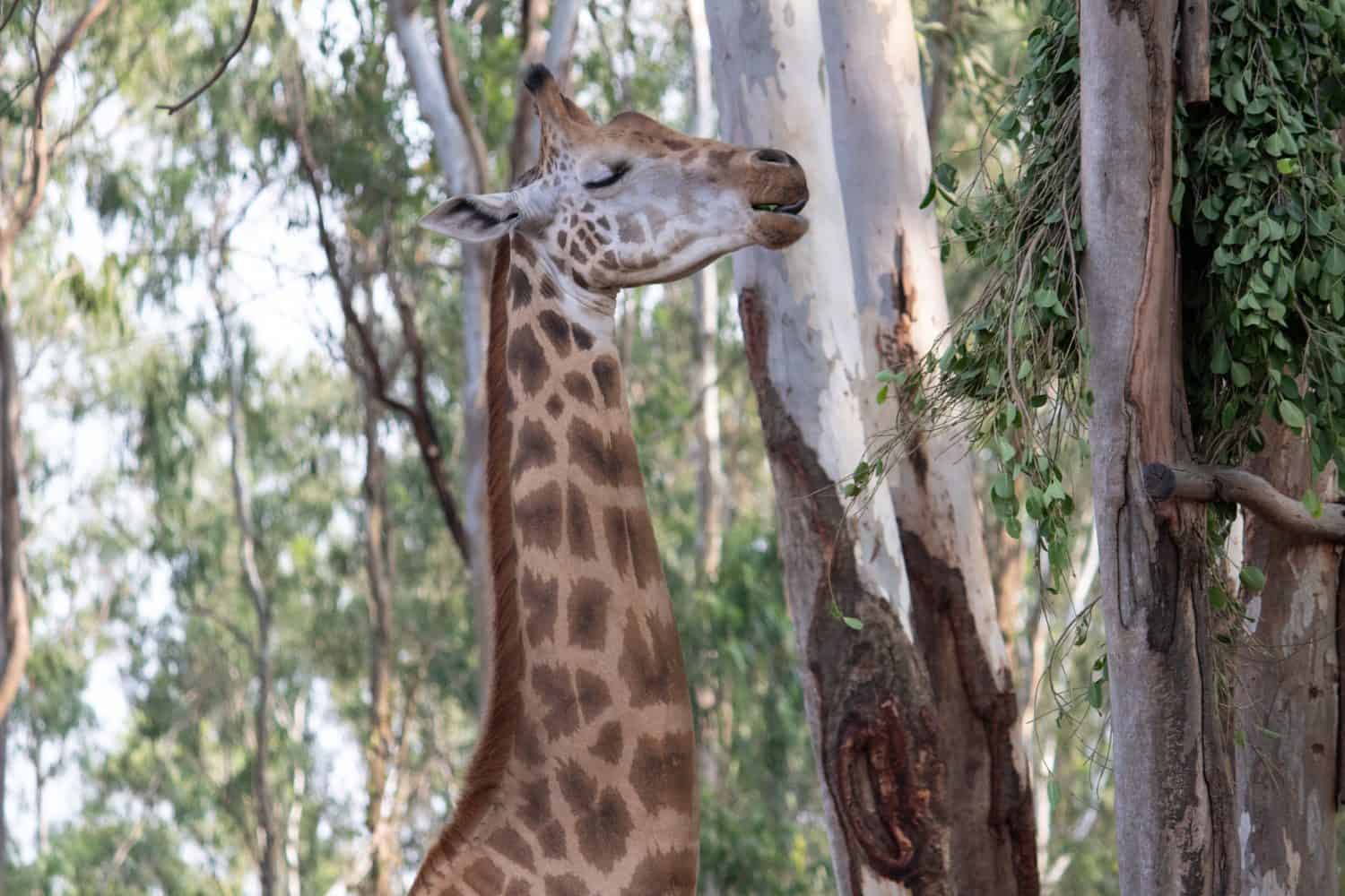How Giraffes Survive on Less Than Two Hours of Sleep a Day - A-Z Animals