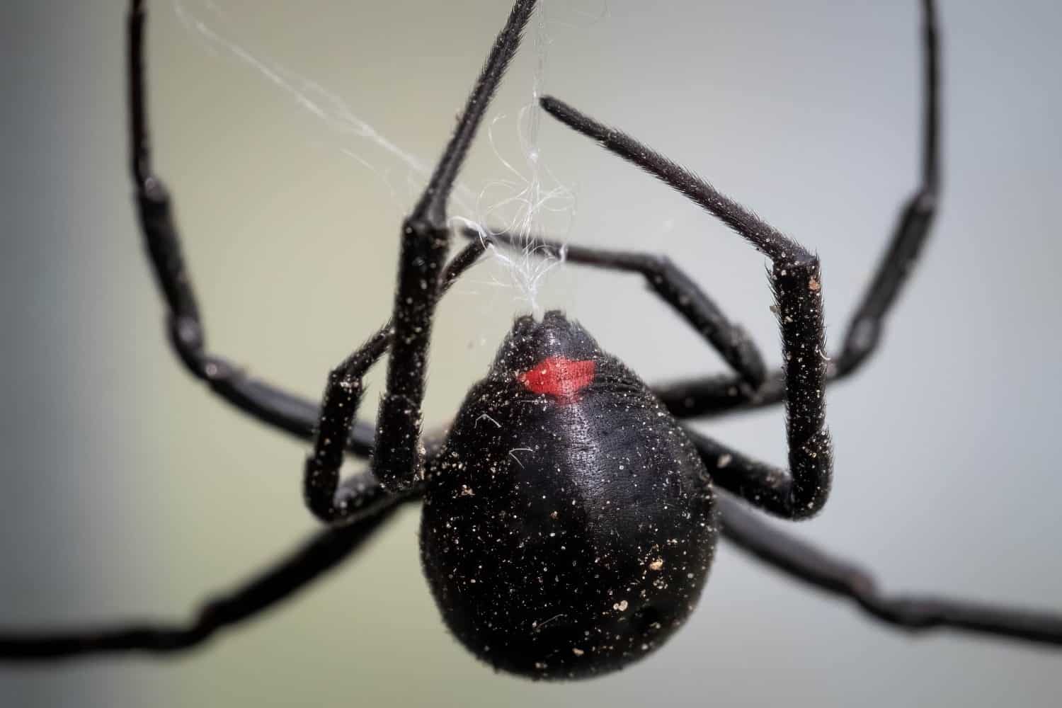 Decoding a Spider's Secret Web Messages - A-Z Animals