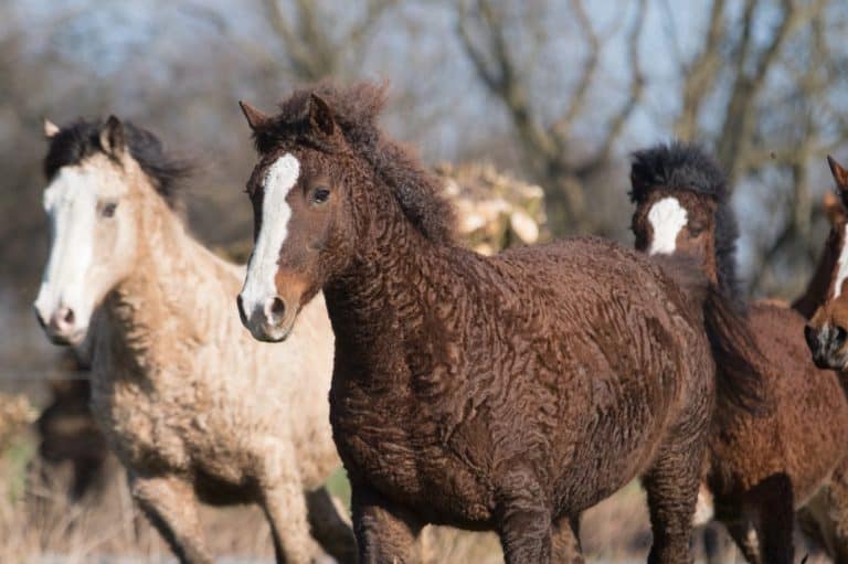 This Fluffy American Curly Horse Looks Like a Poodle - A-Z Animals