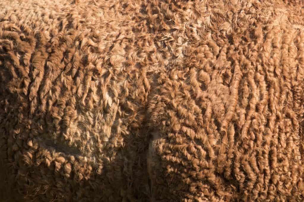 This Fluffy American Curly Horse Looks Like a Poodle - A-Z Animals