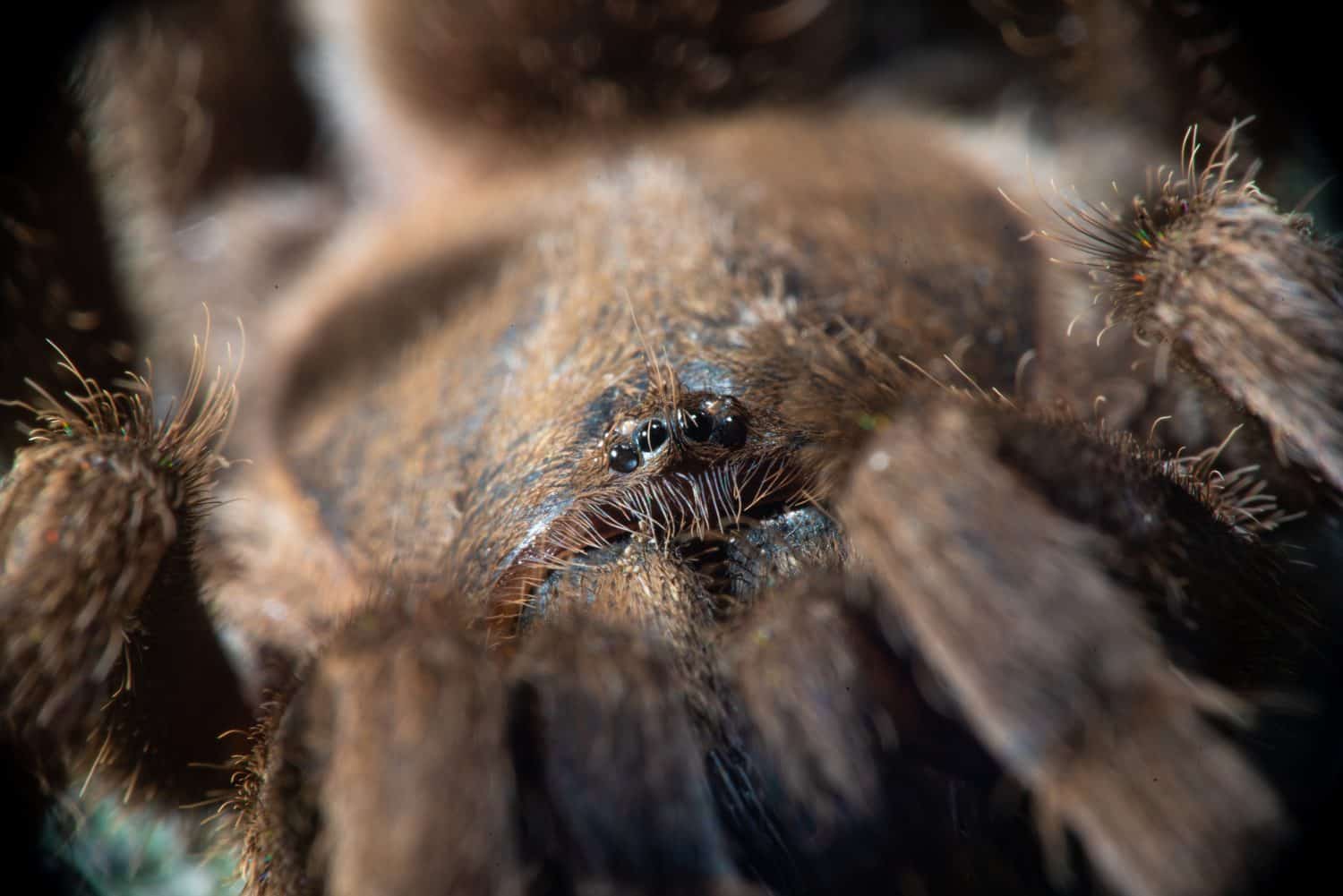 Discover Earth's Biggest Tarantula That Eats Birds and Frogs - A-Z ...