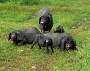 Heritage Breed Pigs: Why Raising Rare Breeds Matters for Biodiversity ...