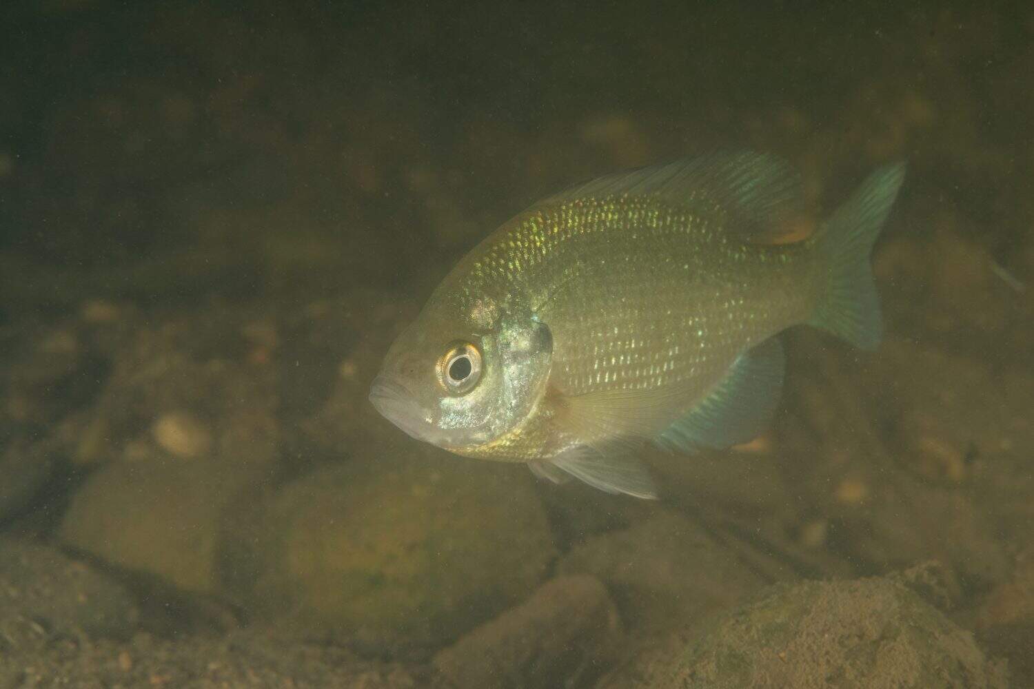 Freshwater Sunfish Animal Facts - Centrarchidae - A-Z Animals
