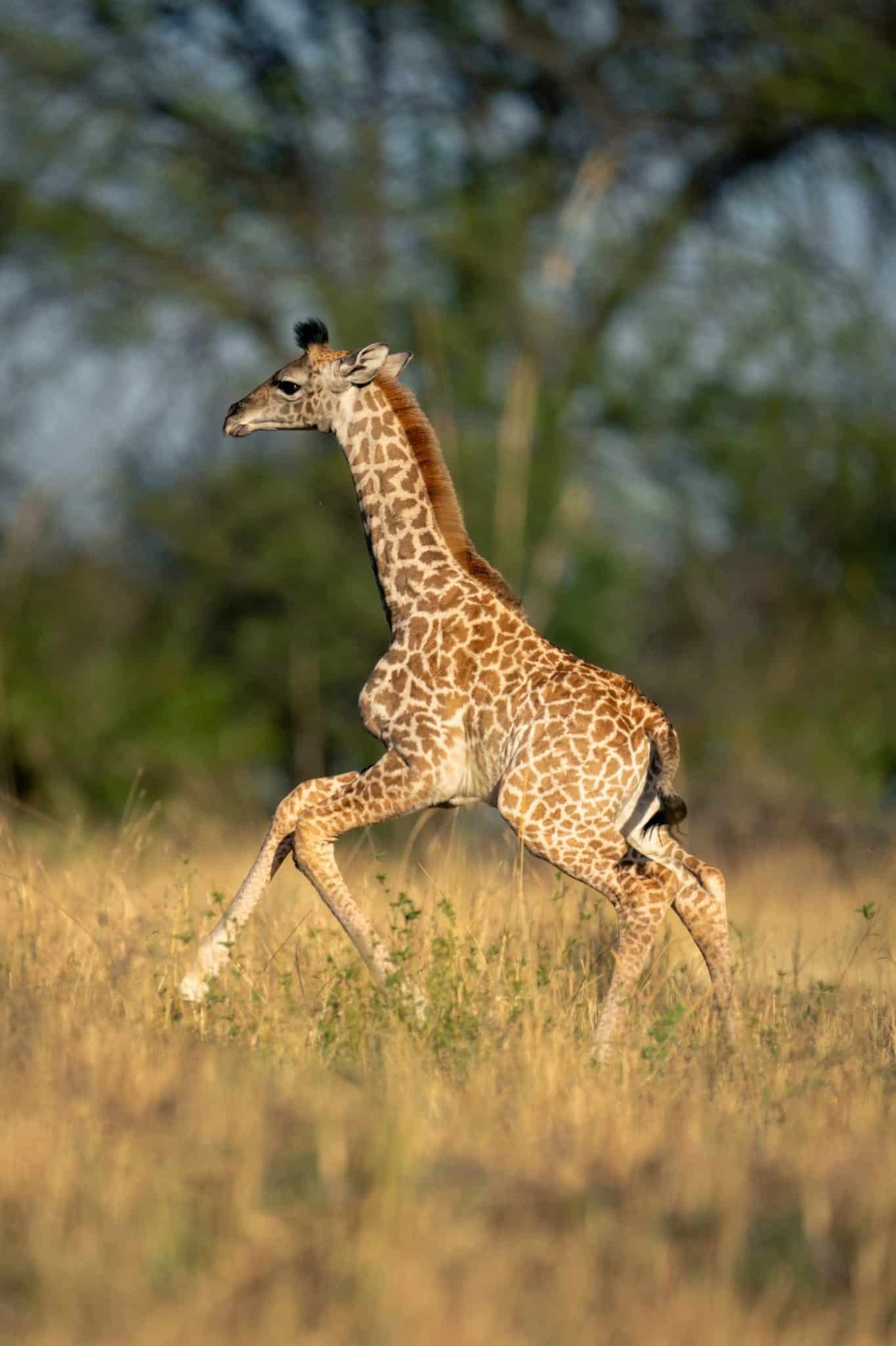 Giraffes Help Grow Forests by Spreading Seeds Across Africa - A-Z Animals