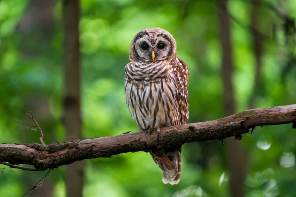 Why Barred Owls Are Considered 'Invasive' in the Western US - A-Z Animals