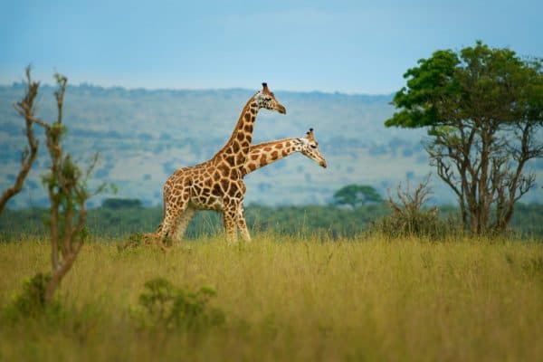 4 Species of Giraffe Explained: How Scientists Rethought the ...