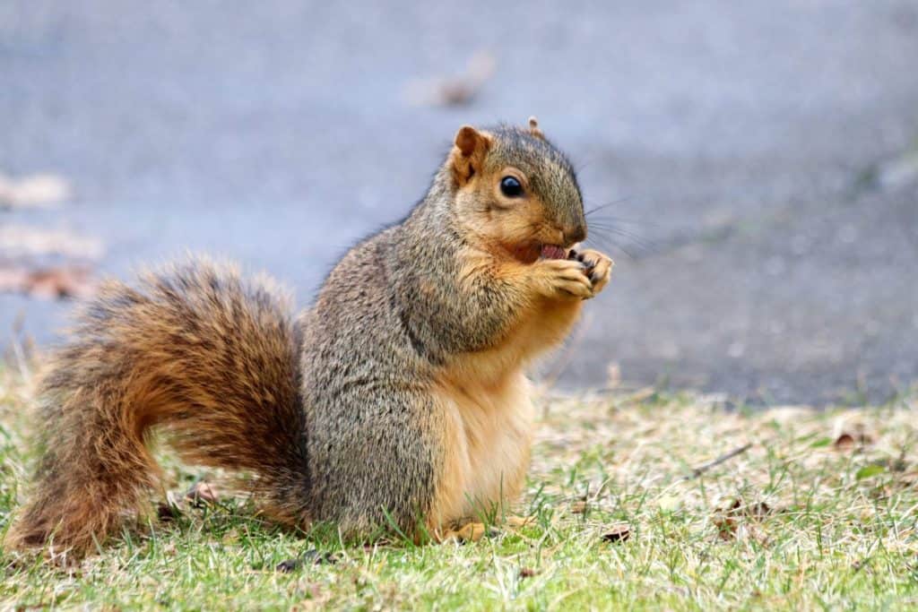 North America’s Most Common Squirrels and How to Tell Them Apart - A-Z ...
