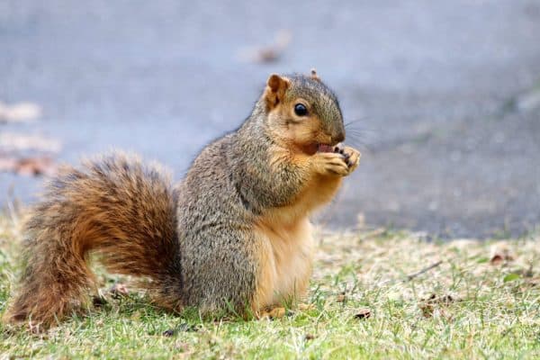 North America’s Most Common Squirrels and How to Tell Them Apart - A-Z ...