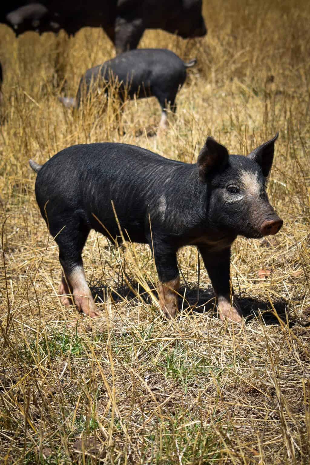 Heritage Breed Pigs: Why Raising Rare Breeds Matters for Biodiversity ...