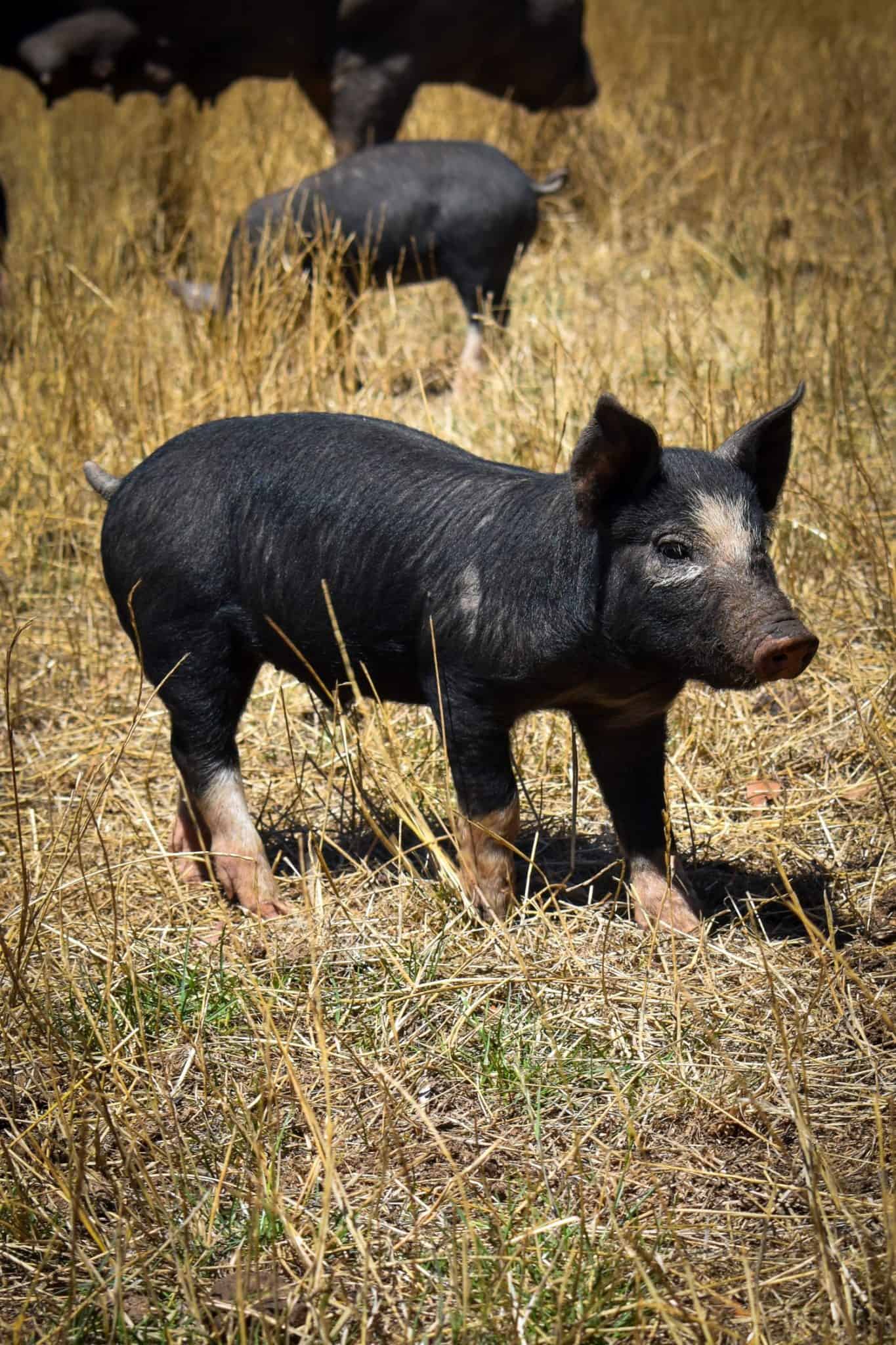 Heritage Breed Pigs: Why Raising Rare Breeds Matters for Biodiversity ...