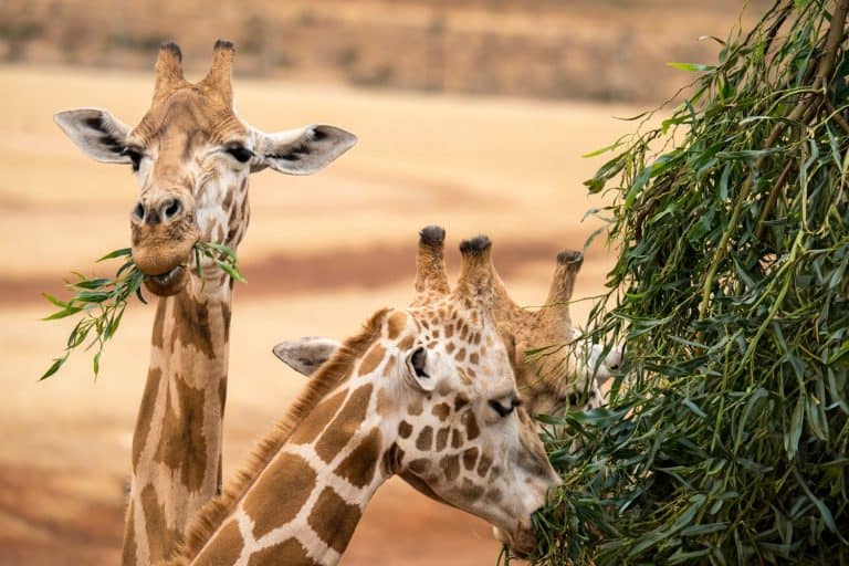 Giraffe Population: How Many Are There and Where Can You Find Them? - A ...
