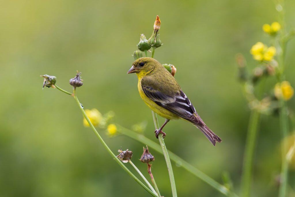 A Guide to the Animals of Pinnacles National Park - A-Z Animals