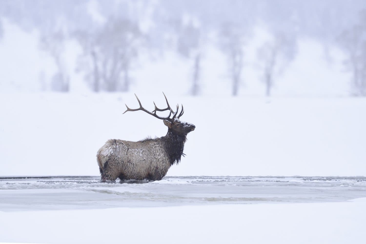 Meet the Creatures Most Active When Temperatures Drop - A-Z Animals