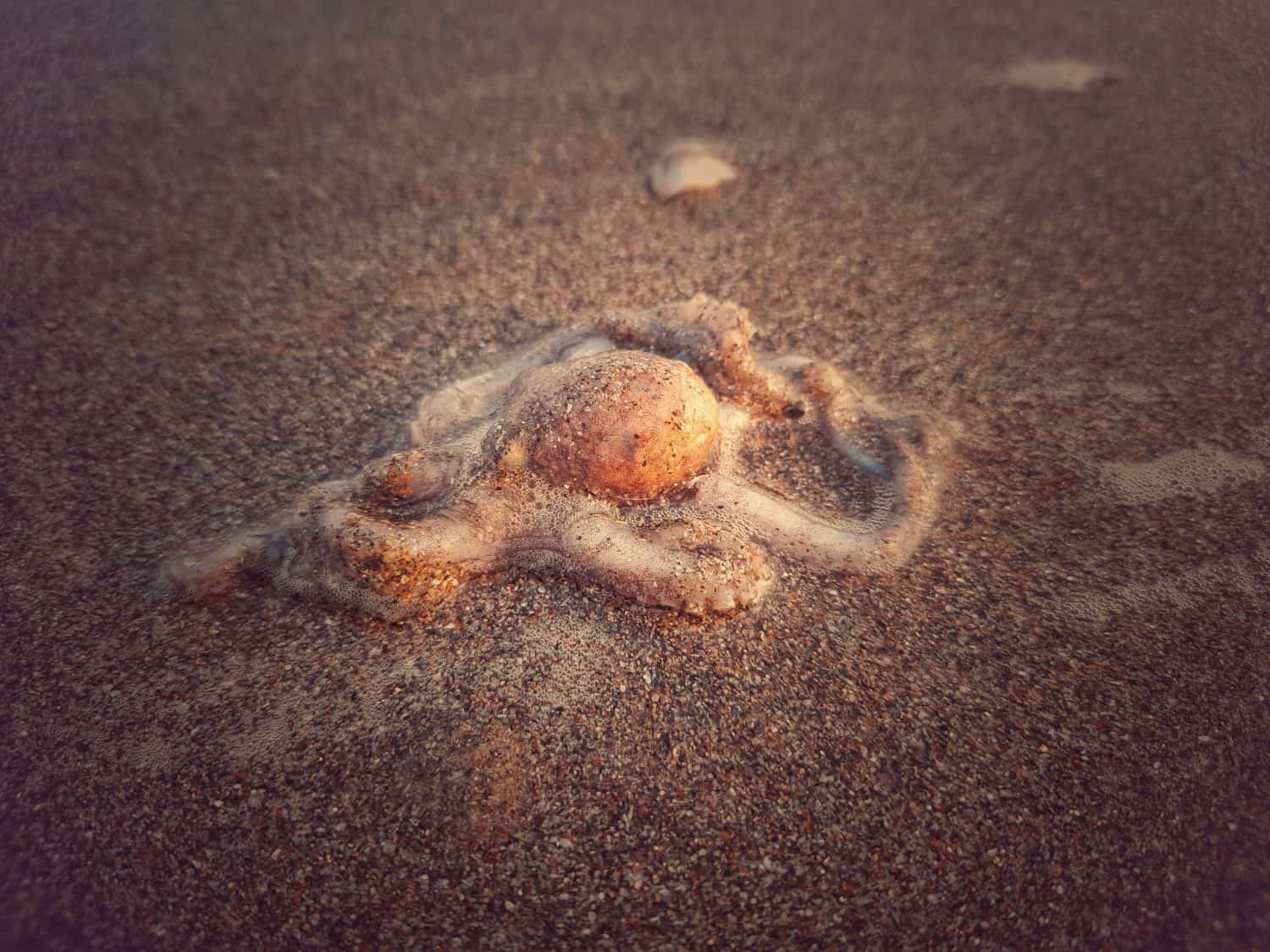 The Octopus That Got a Second Lease on Life - A-Z Animals