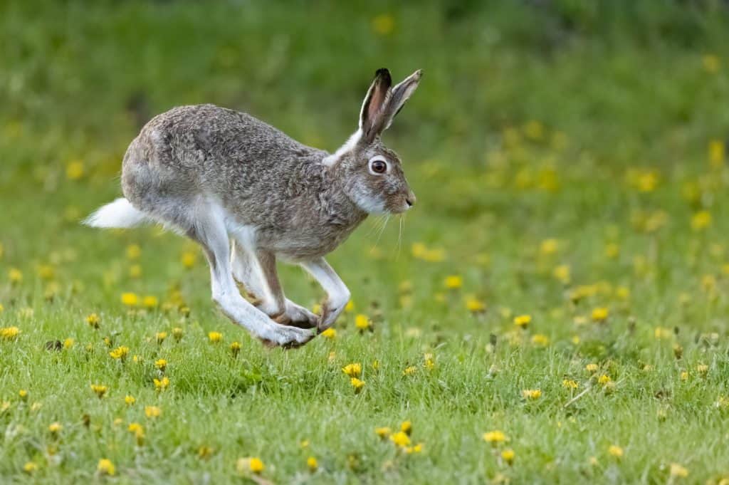How a Paralyzed Rabbit Outruns Her Limits—on Wheels - A-Z Animals