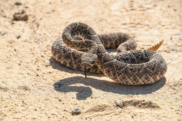 The Animals of Saguaro National Park: From Cactus Wrens to Coyotes - A ...