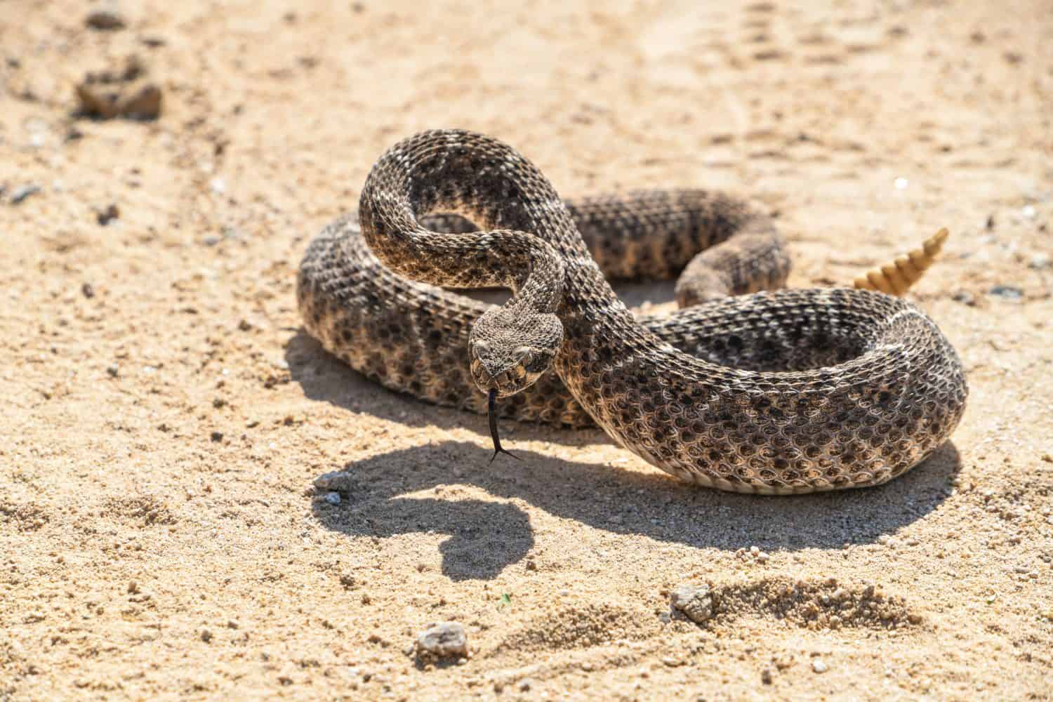 These Terrifying Snakes Have Paralyzing Venom - A-Z Animals Slideshows