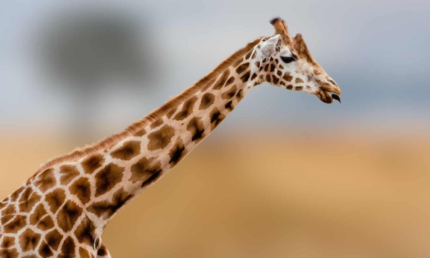 Giraffes Have Superpowered Hearts That Keep Them Standing Tall - A-Z ...