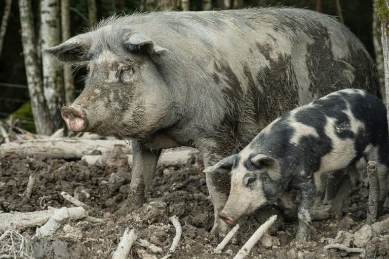 Heritage Breed Pigs: Why Raising Rare Breeds Matters for Biodiversity ...