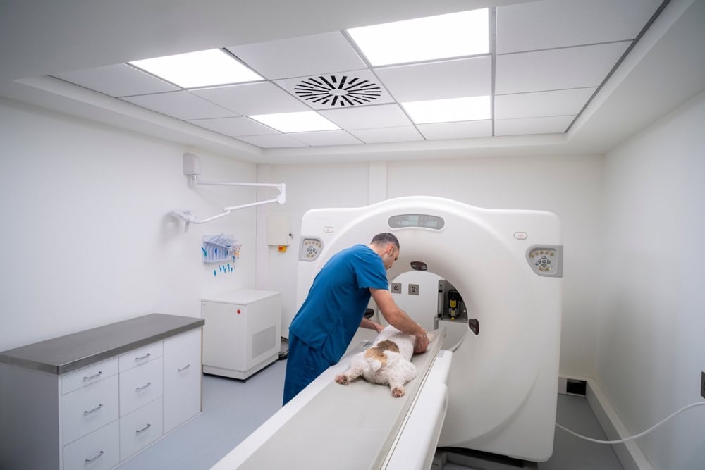 How Animals From Hamsters to Horses Get CT Scans - A-Z Animals