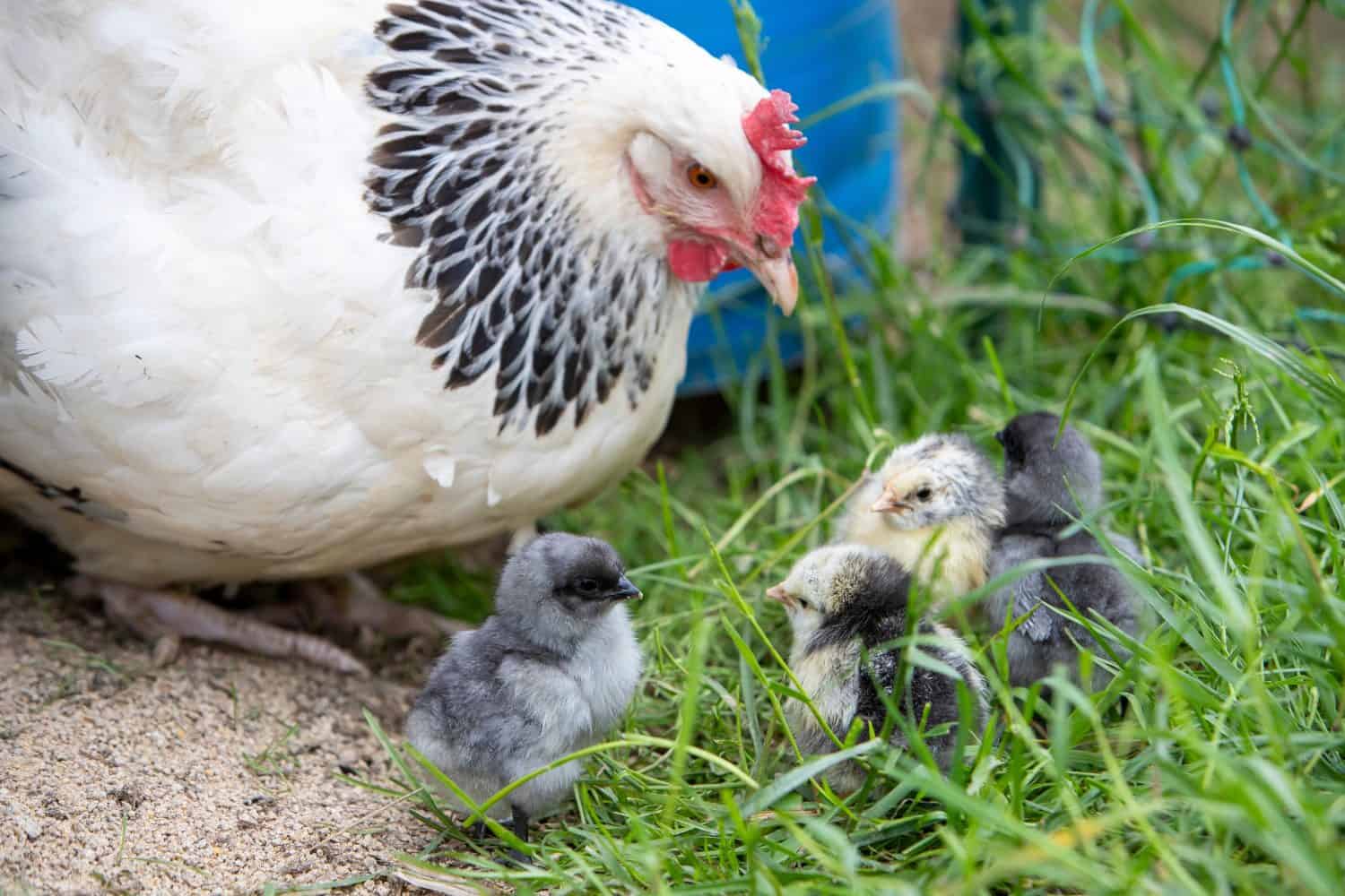 Sussex Chicken Bird Facts - Gallus gallus domesticus - A-Z Animals