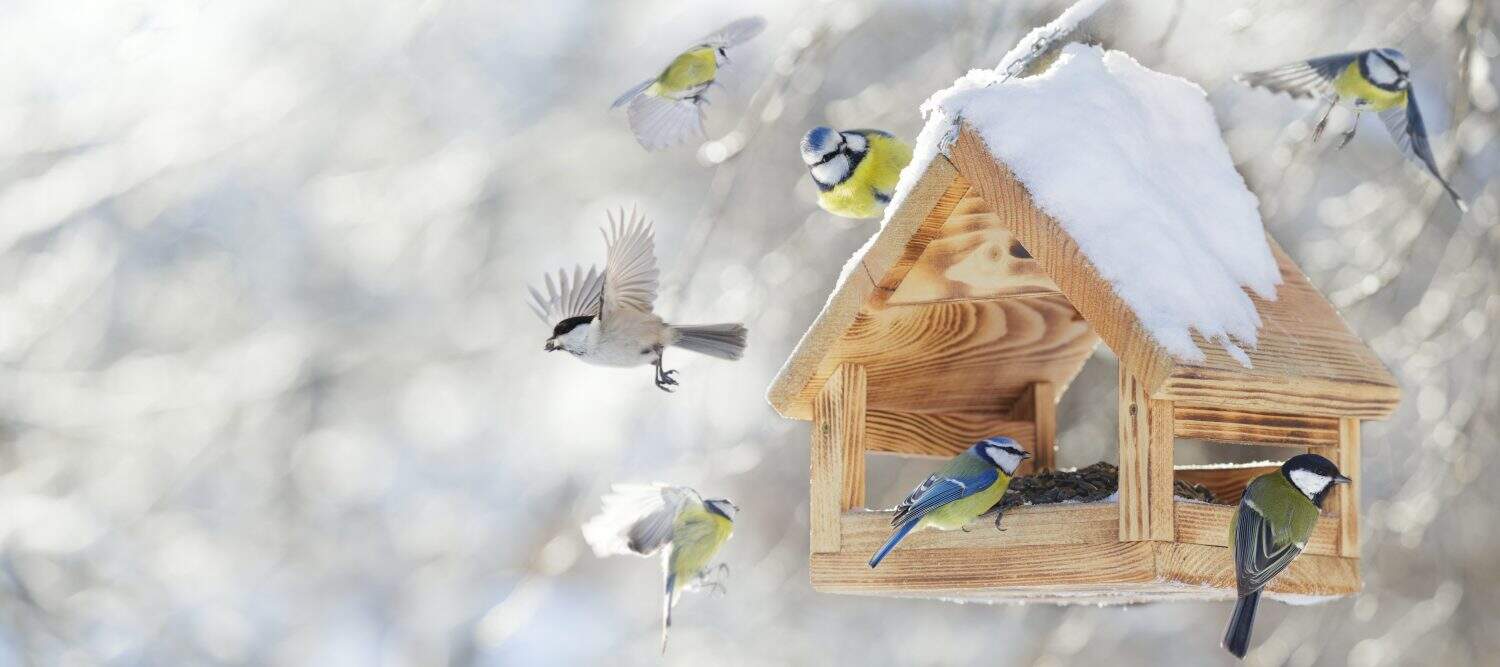 Snowy Season Visitors: Pennsylvania’s Winter Feeder Birds - A-Z Animals
