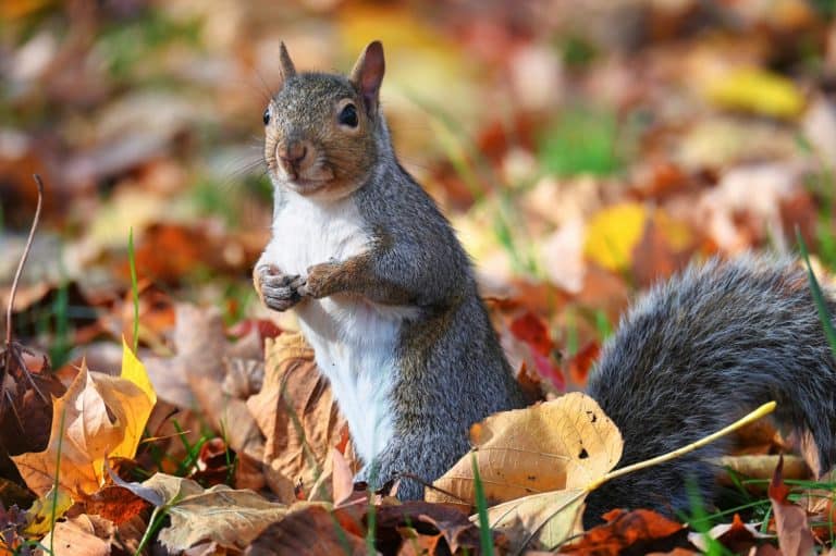 North America’s Most Common Squirrels and How to Tell Them Apart - A-Z ...