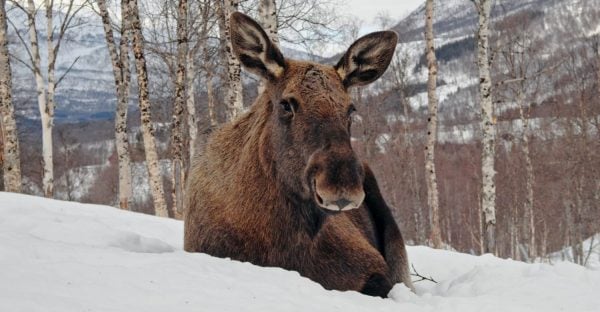 What Happens When 50,000 Ticks Attack a Single Moose? - A-Z Animals