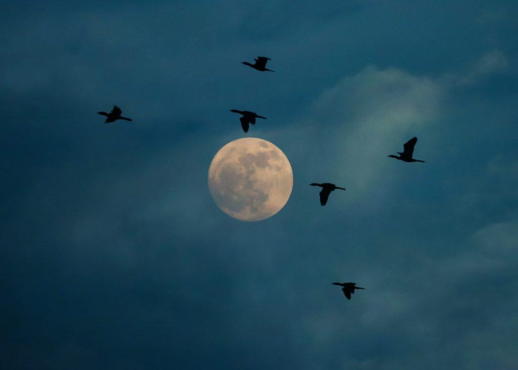 How Light Pollution Harms Migrating Birds - A-Z Animals