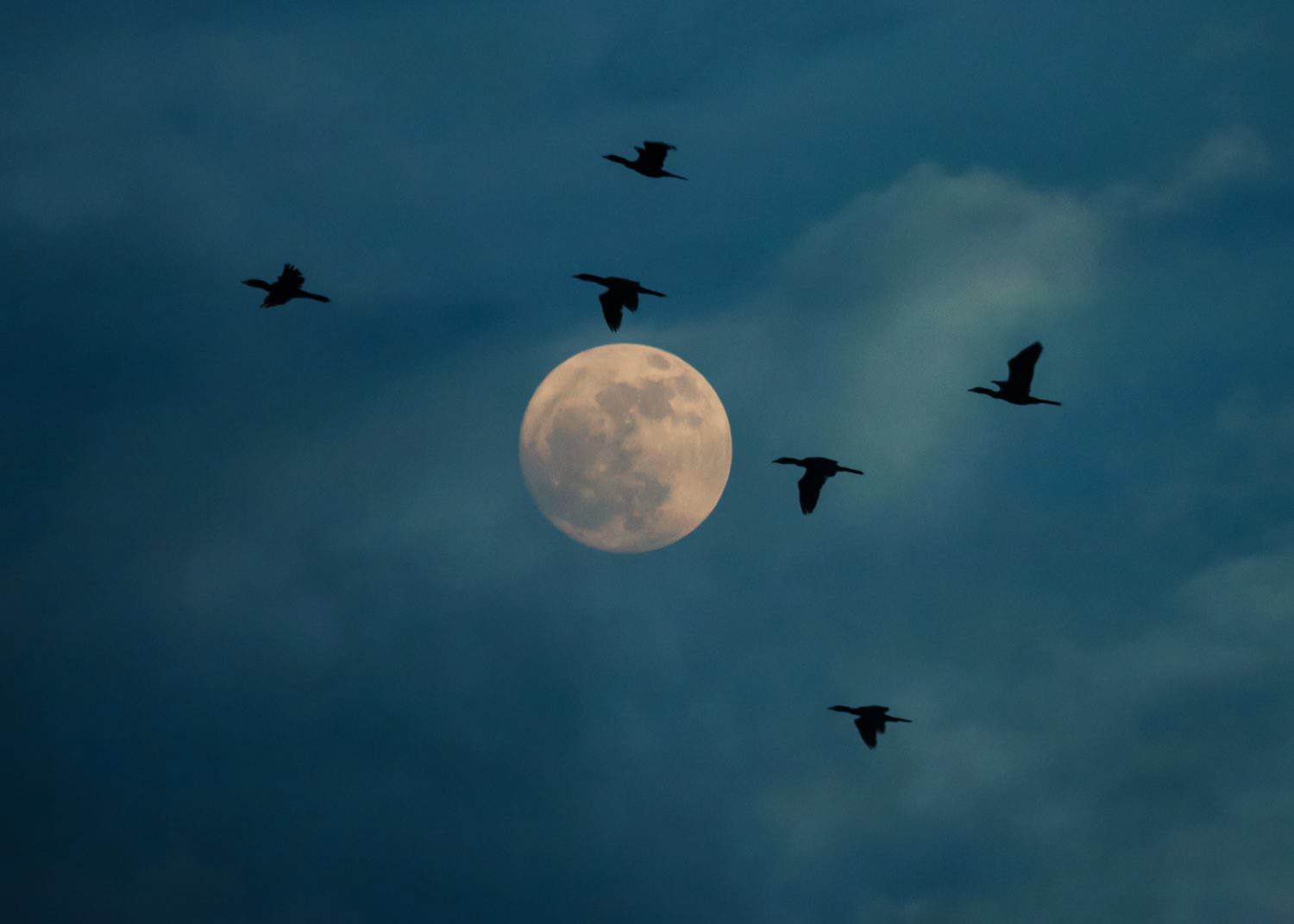 Over 1.2 Billion Birds Tracked in a Single Migration Surge - A-Z Animals