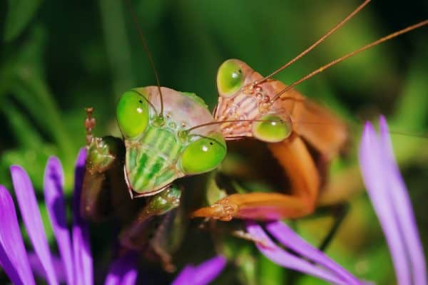 These Animals Make Human Serial Killers Look Tame - A-Z Animals