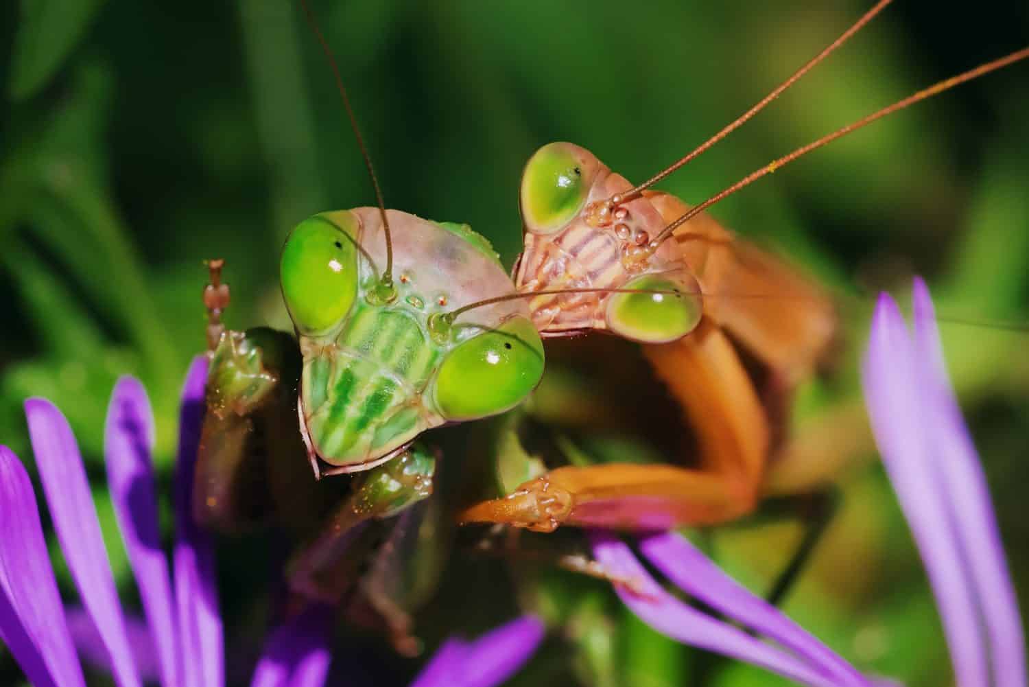 Meet the Spider-Eating Mantis Straight Out of a Nightmare - A-Z Animals