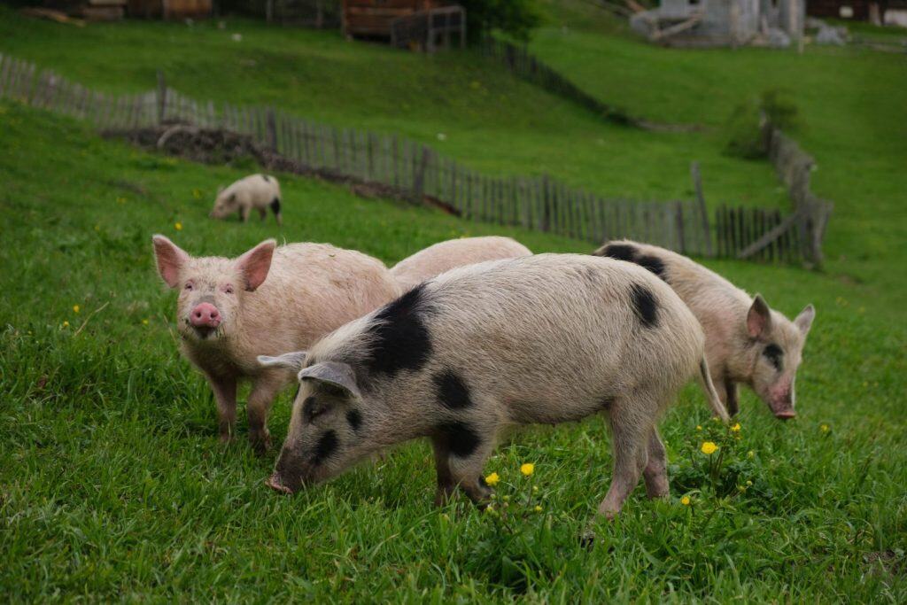 Heritage Breed Pigs: Why Raising Rare Breeds Matters for Biodiversity ...