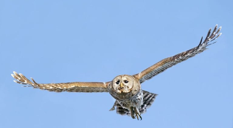Why Barred Owls Are Considered 'Invasive' in the Western US - A-Z Animals