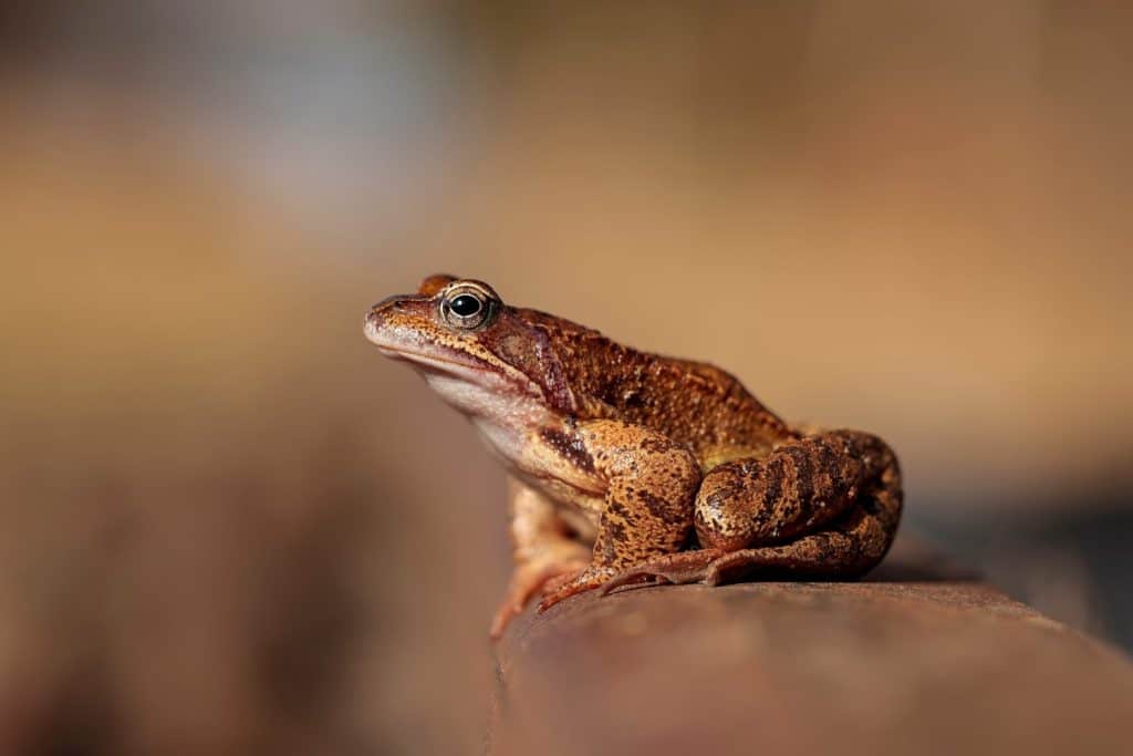 How to Identify Early Spring Frogs By Their Unique Calls - A-Z Animals