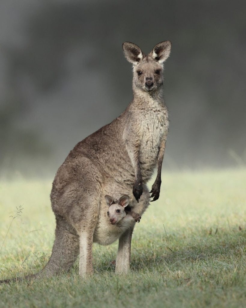 This Joey Is Just Too Precious - A-Z Animals