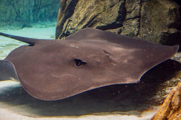 How Do Stingrays Give Birth? - A-Z Animals