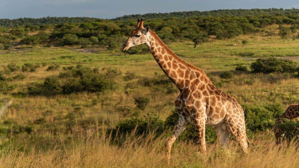 How Giraffes Evolved to the Elegant and Vertical Creatures They Are ...