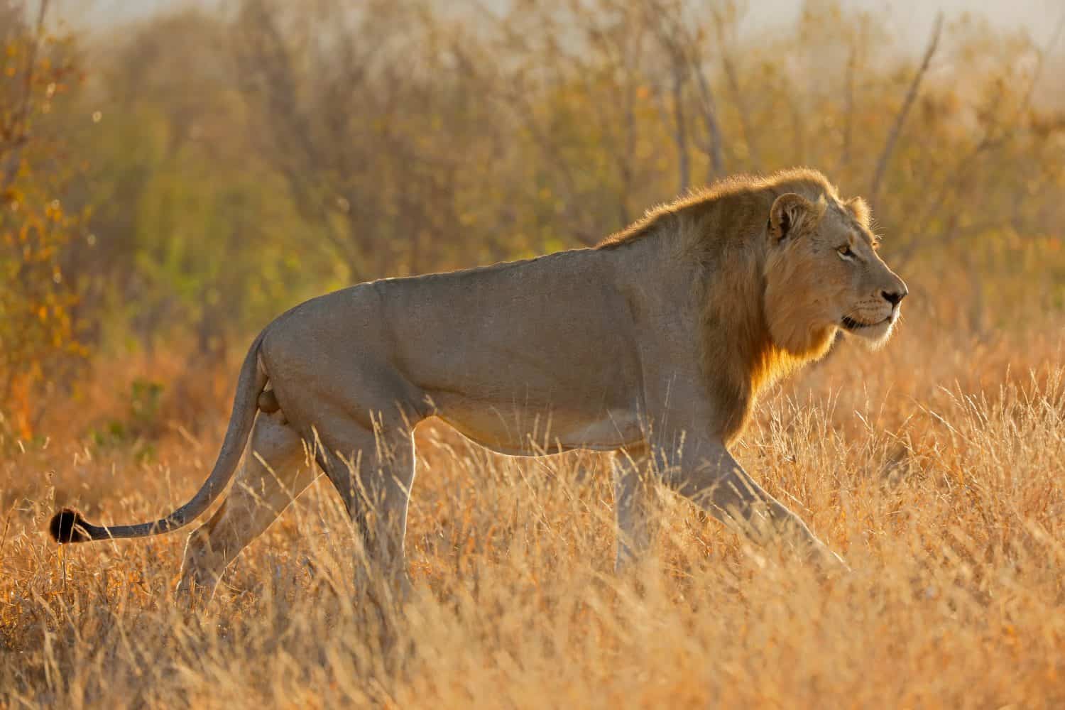 Crisis in the Savannah: Targeted Poaching Targets African Lions - A-Z ...