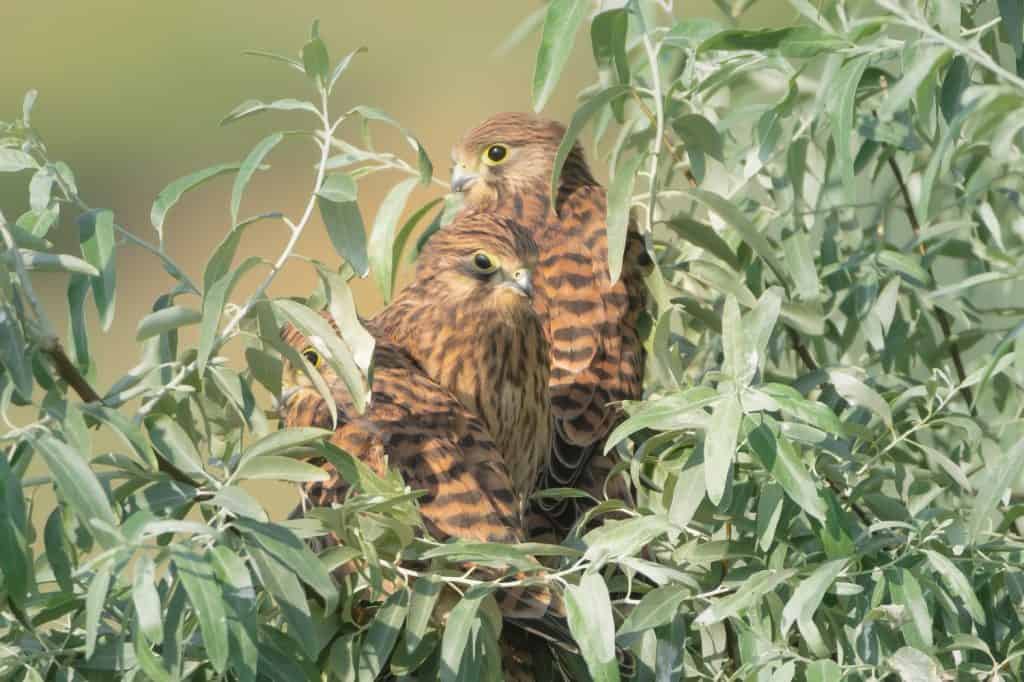 The Falcon Jump Scare That Has Us Rolling - A-Z Animals