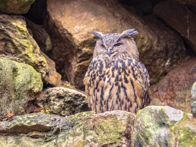Animals With Unusual Ears—and Why They Matter - A-Z Animals