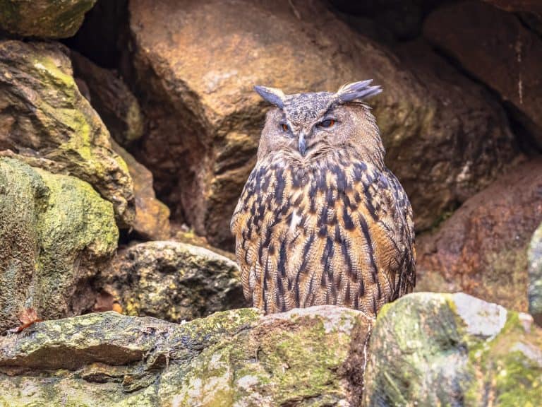 Animals With Unusual Ears—and Why They Matter - A-Z Animals