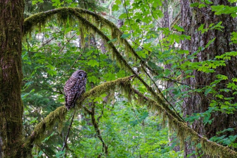 Why Barred Owls Are Considered 'Invasive' in the Western US - A-Z Animals