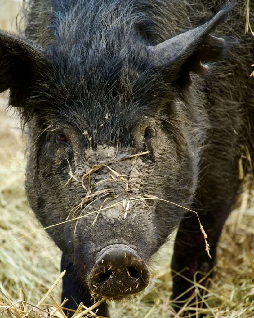 Heritage Breed Pigs: Why Raising Rare Breeds Matters for Biodiversity ...
